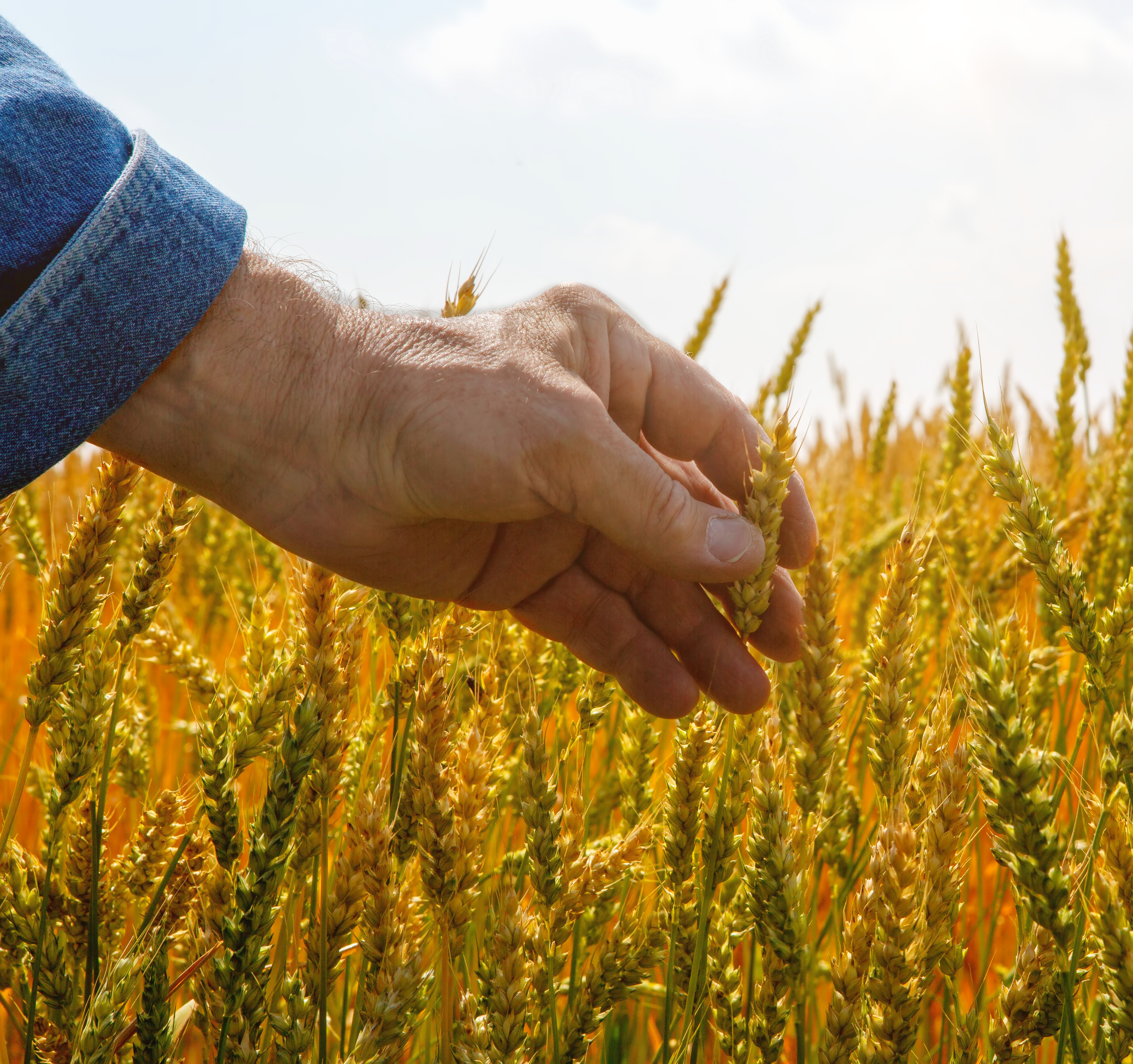 CropInspect - About Us