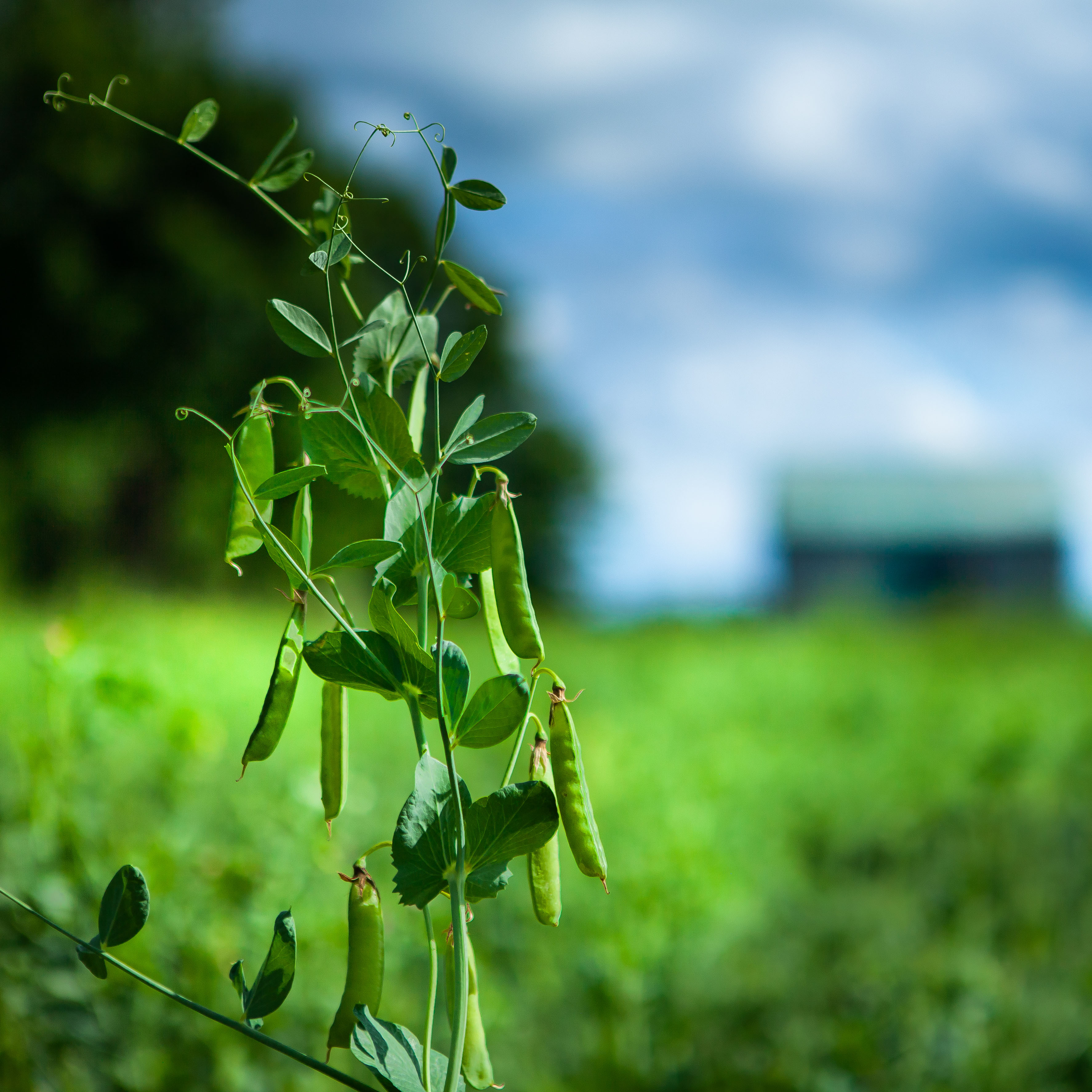 CropInspect - About Us